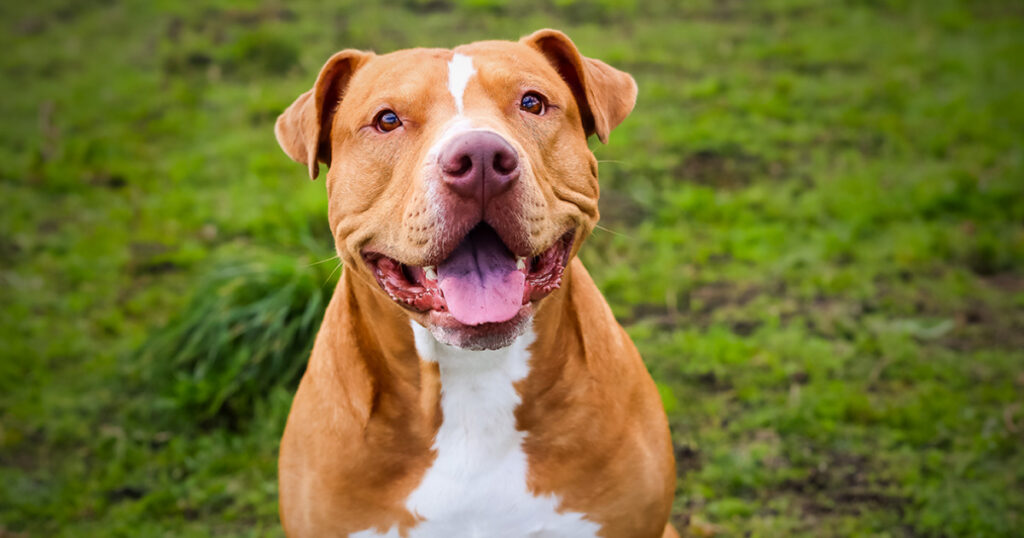 XL Bully Dogs - What Owners Need To Know - RHA
